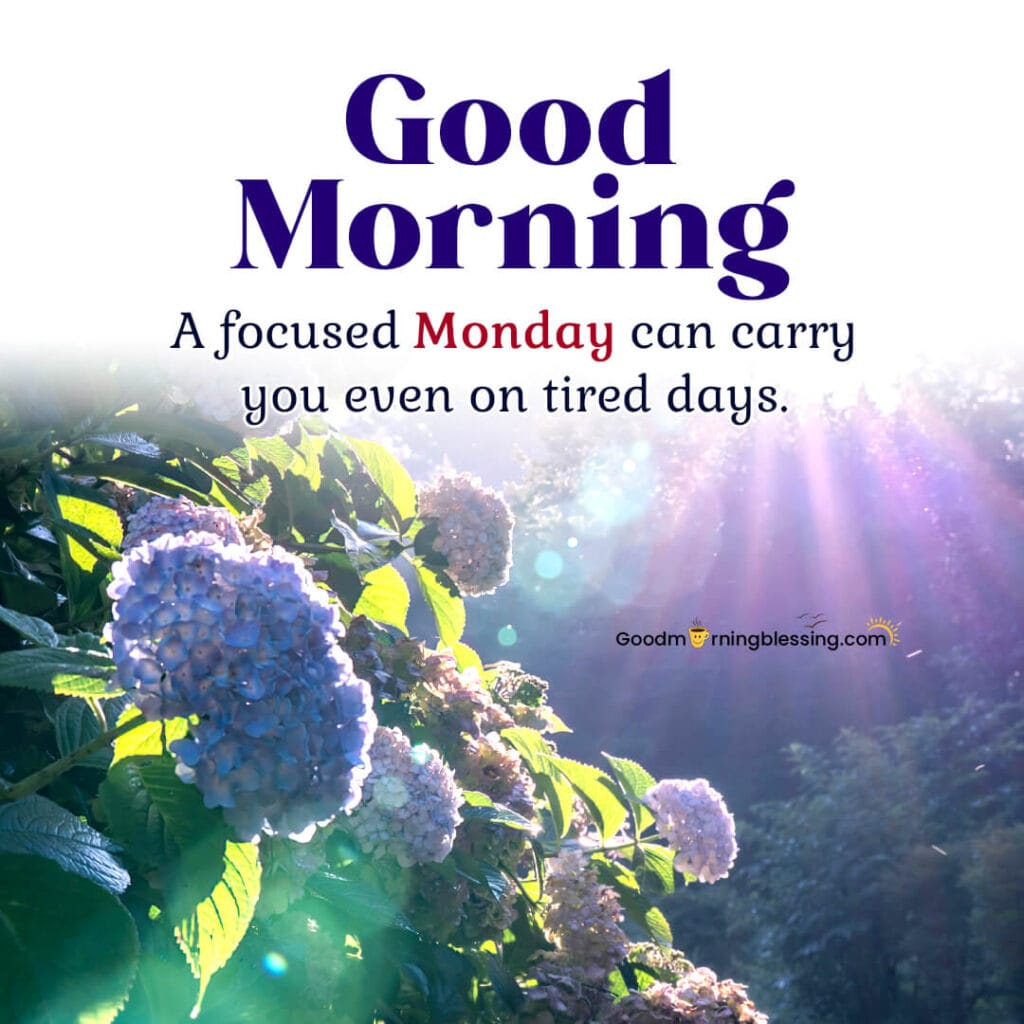 200+Happy Monday Morning Images and Quotes For positive day ...
